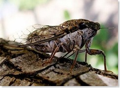 San Juan Nonualco: ¿Y las Chicharras?